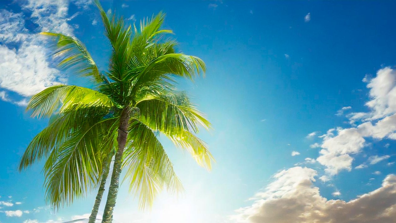 LEALEA TROLLEY MAP | LeaLea Magazine